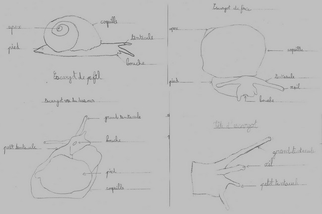 Le dessin d’observation | Enseigner les sciences et la technologie à l ...